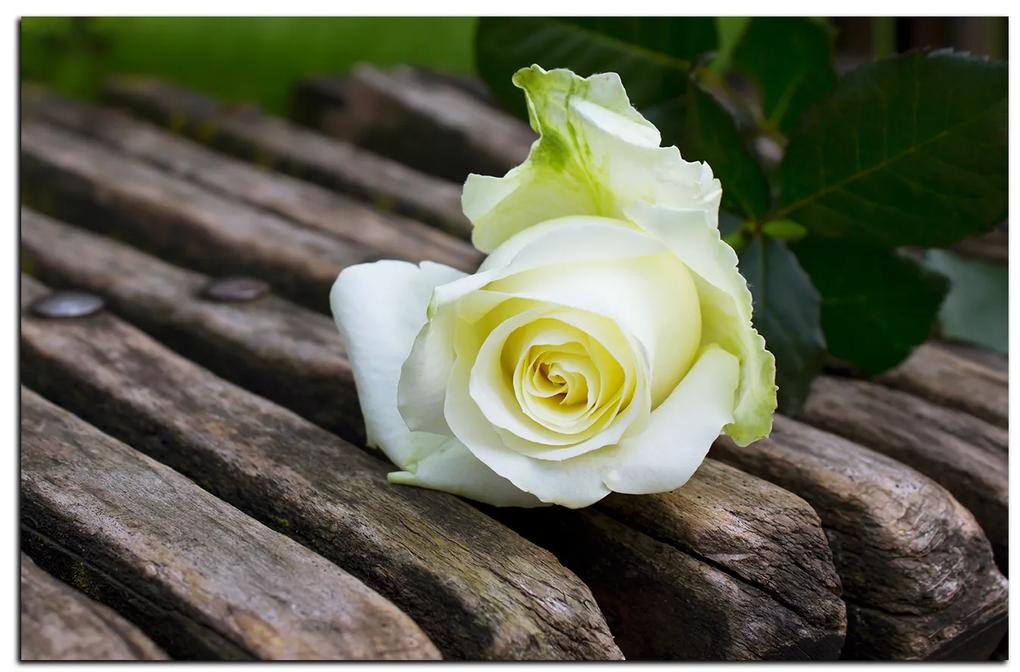 Obraz na plátně - Bílá růže na lavici 1224A (90x60 cm  )