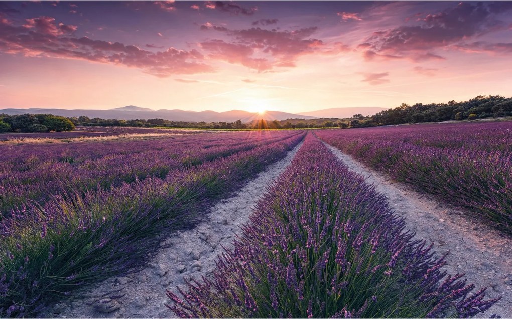 Komar Vliesová fototapeta Lavender Dream 450 x 280 cm