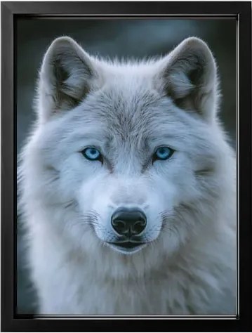 Ledový pohled - obraz - Bílý vlk s modrýma očima 27 - 50 x 70 cm - 649 Kč
