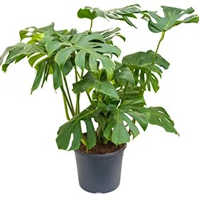 Gardners Monstera deliciosa, průměr 12 cm