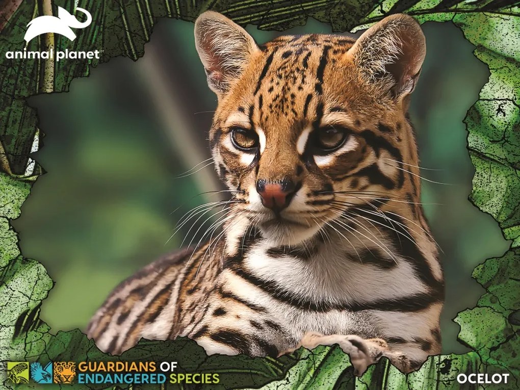 PRIME 3D PUZZLE - GES Ocelot 100 dílků