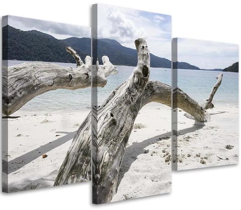 Gario Obraz na plátně Větev stromu na pláži - 3 dílný Rozměry: 60 x 40 cm