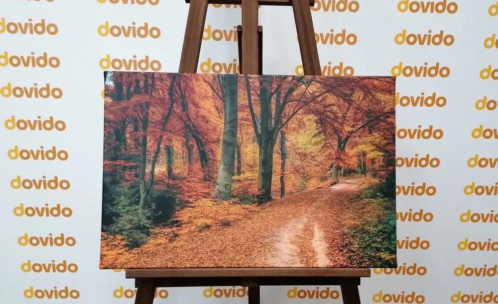 Obraz les v podzimním období - 120x80 cm