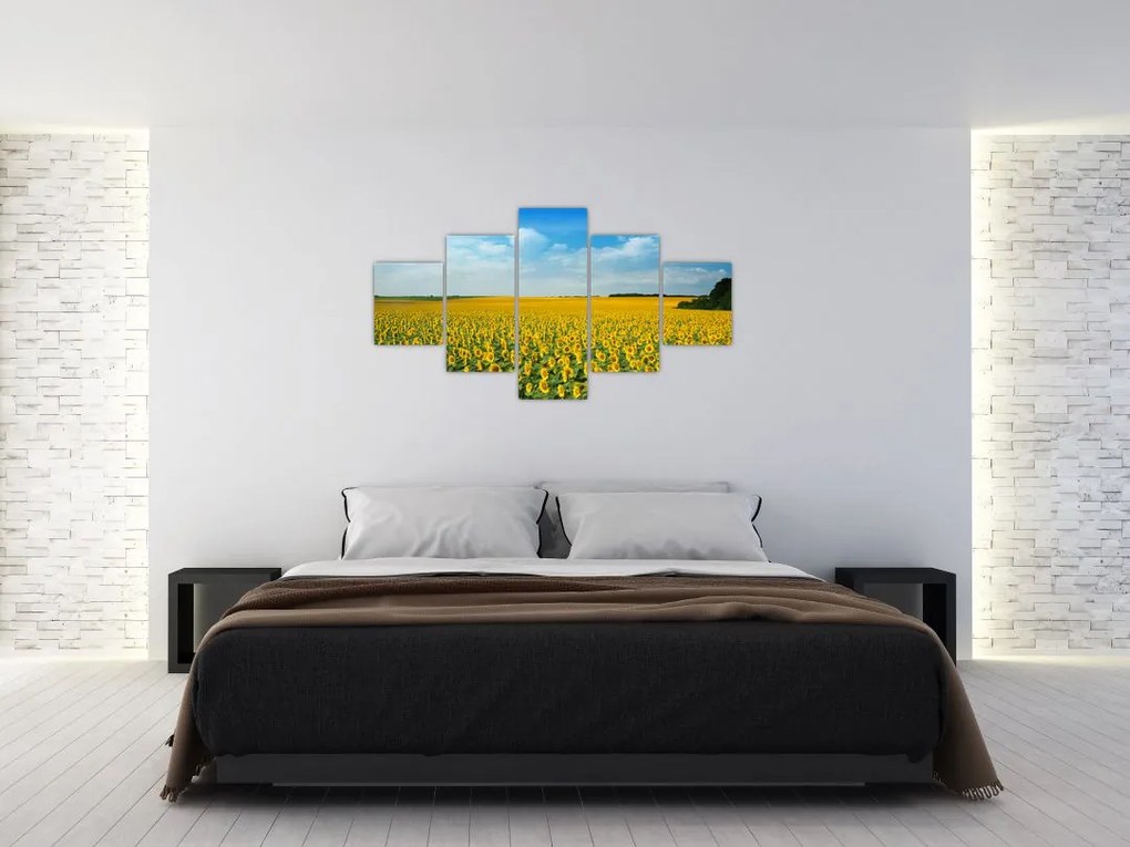 Obraz - lán slunečnic (125x70 cm)