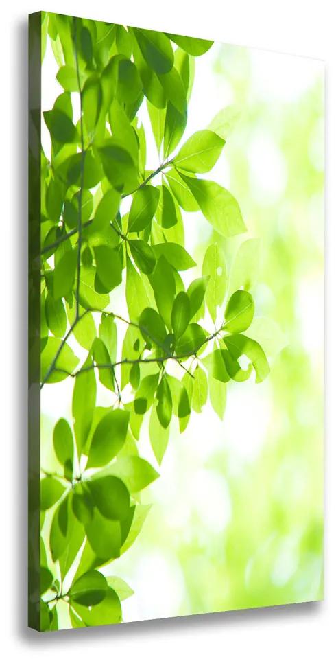 Wallmuralia Foto obraz na plátně Zelené listí 50x100 cm