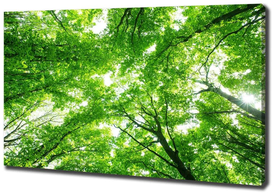 Wallmuralia Foto obraz na plátně Zelený les 100x70 cm