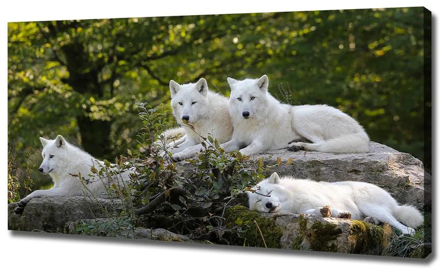 Wallmuralia Foto obraz na plátně Bílí vlci a skála 120x60 cm