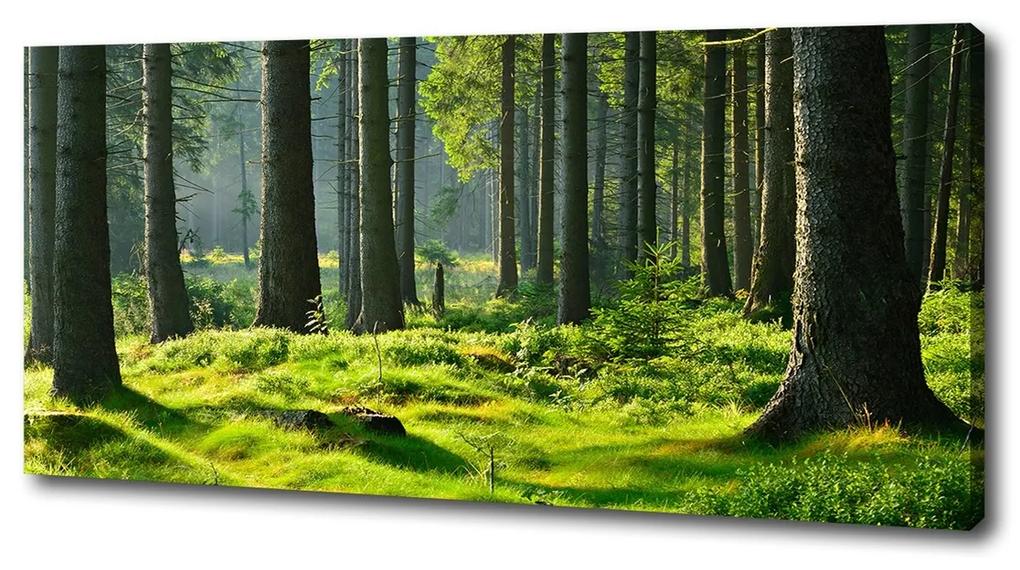 Foto obraz canvas Smrkový les