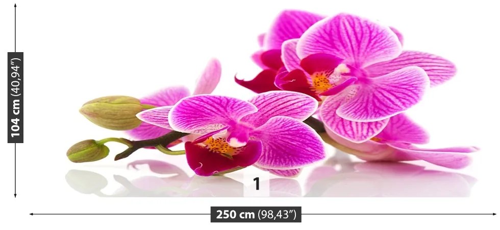 Fototapeta Květy orchidejí 104x70