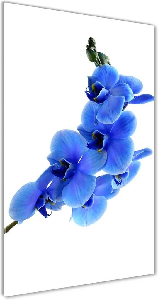 Foto obraz na plátně Modrá orchidej