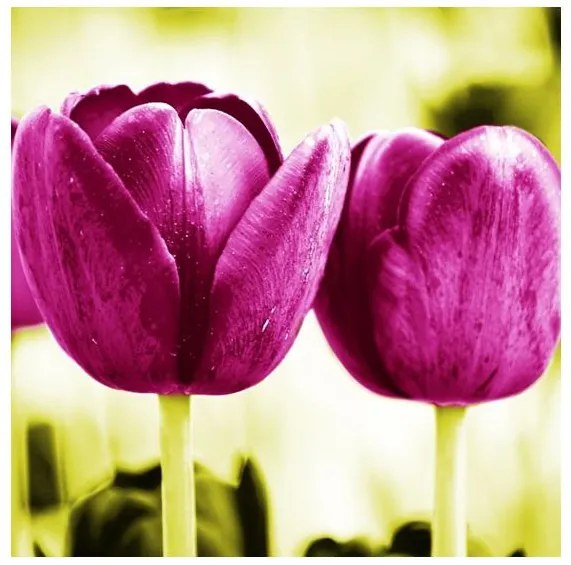 Obraz dvou růžových tulipánů  (40x40 cm), 40 dalších rozměrů