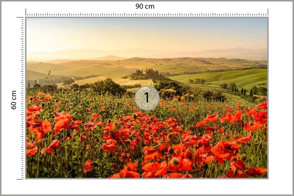 Fototapeta Poppy Field Strukturální vinyl 520x318