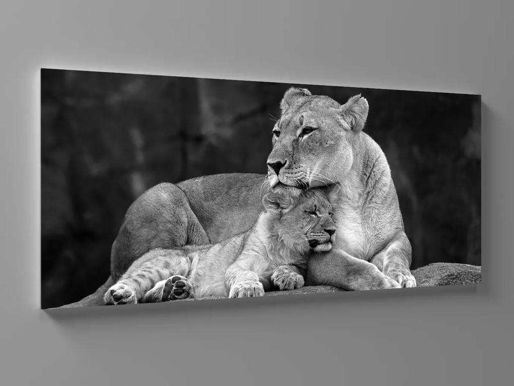 Liox XXL Obraz černobílá lev a lvice Rozměr: 300 x 150 cm