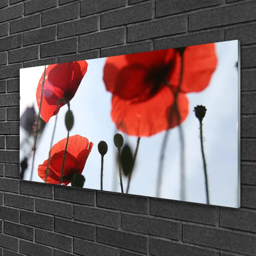 Obraz na skle Máky Rostlina 140x70 cm