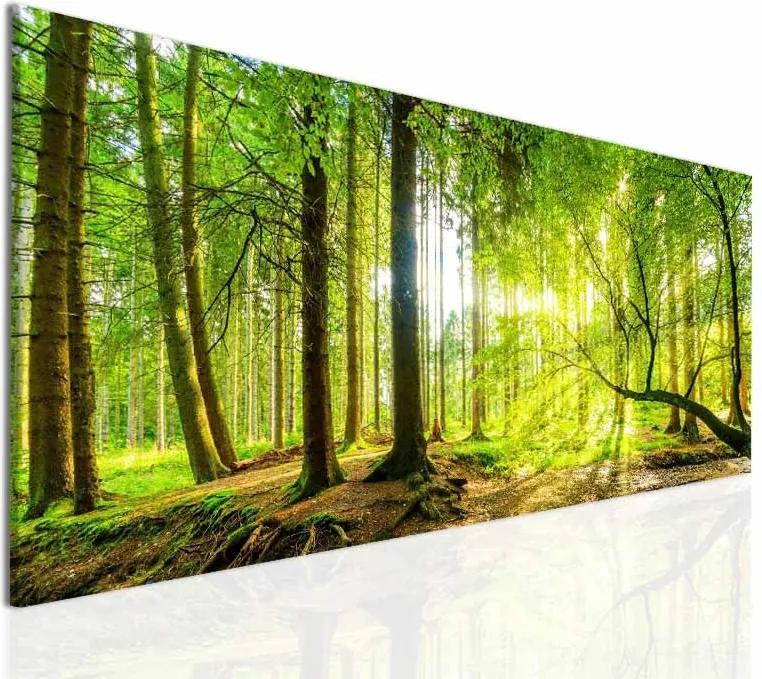 Obraz slunce v lese (55x25 cm) - InSmile ®