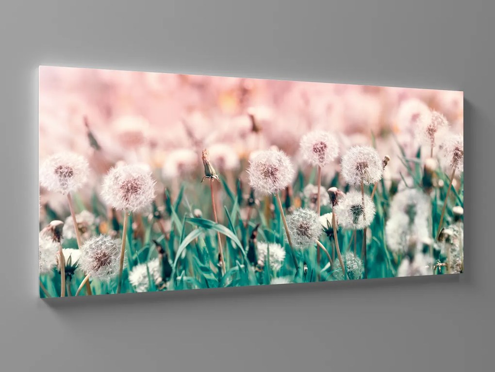Obraz na plátně pampelišky Rozměr: 100 x 45 cm