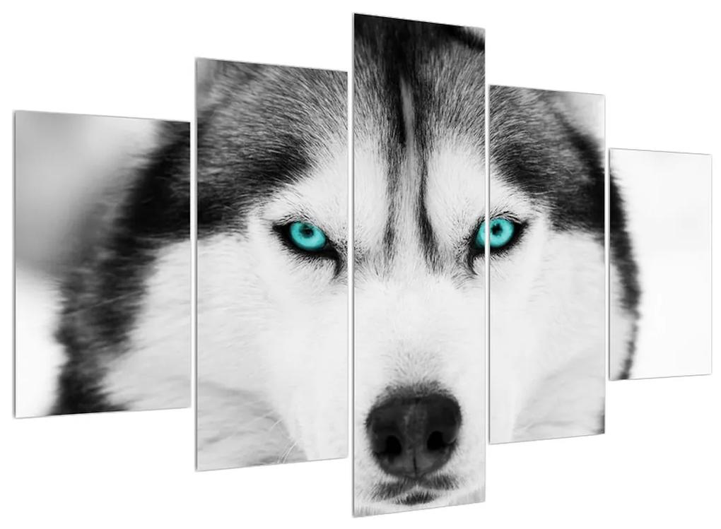 Obraz psa husky (150x105 cm)