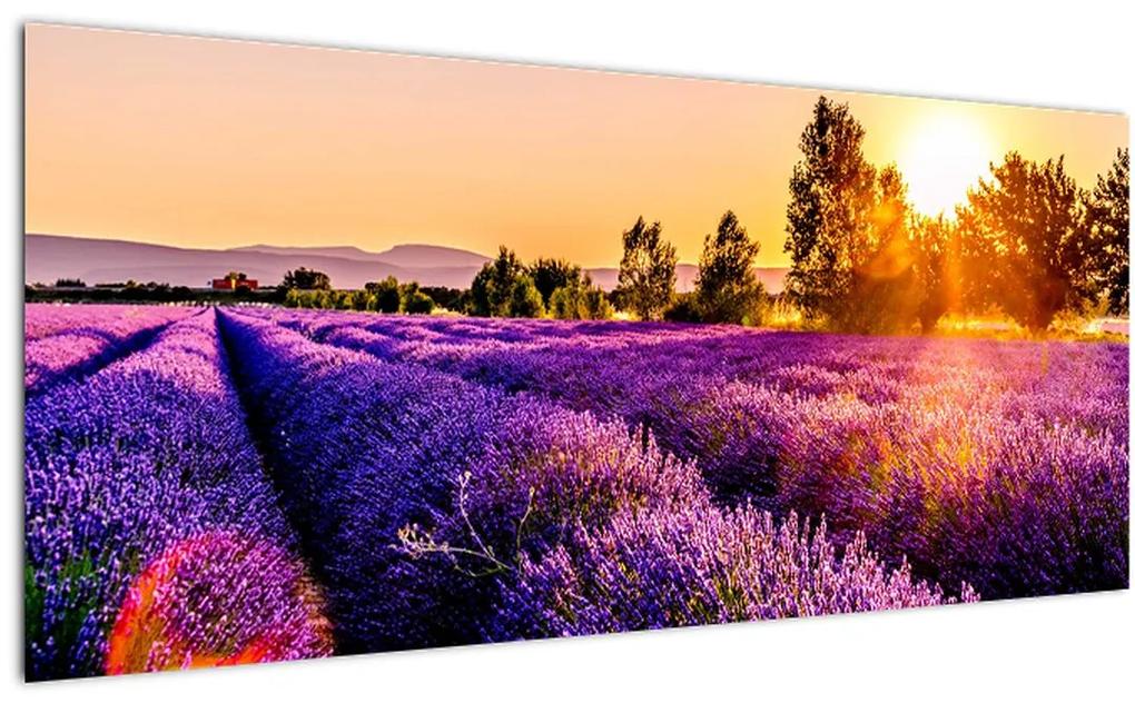 Obraz levandulového pole, Provence (100x40 cm), 40 dalších rozměrů