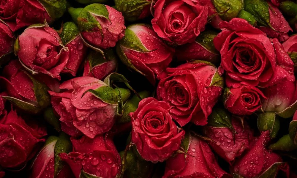 Vícedílný obraz Růže S Kapkami Vody Nedostatek Nedostatek Přírodní plátno 150x90