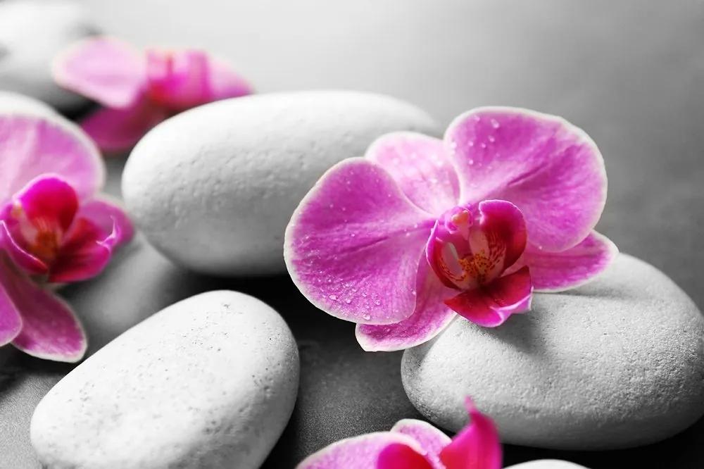 Fototapeta květiny orchideje na kamenech - 300x200 cm