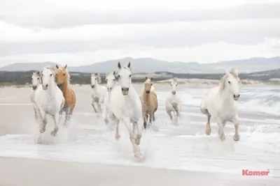 Fototapeta Komar, White Horses, 8-986