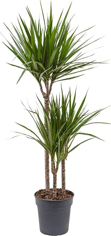 Gardners Pokojová rostlina  Dracaena marginata, průměr 24 cm Dracéna lemovaná, dračinec