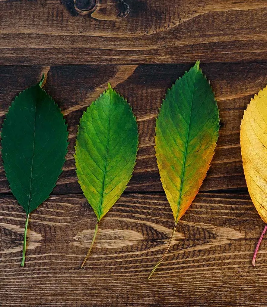 Obraz podzimní listí Velikost (šířka x výška): 120x80 cm