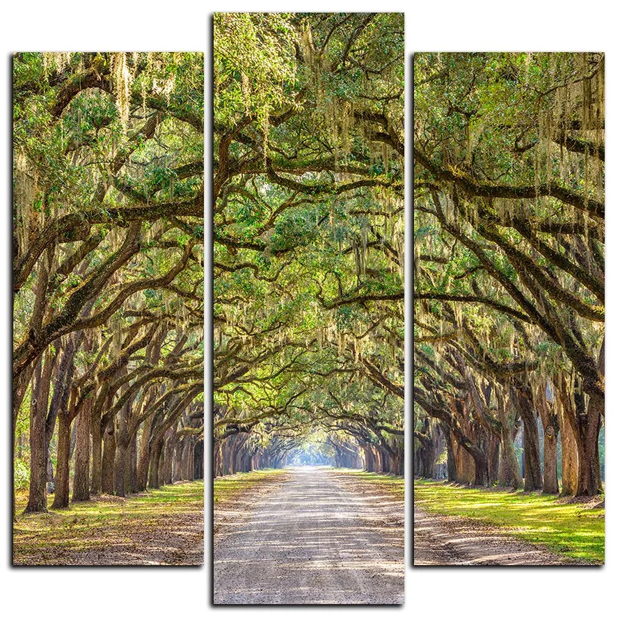 Obraz na plátně - Historické dubové stromy lemované polní cestou - čtverec 3239C (105x105 cm)