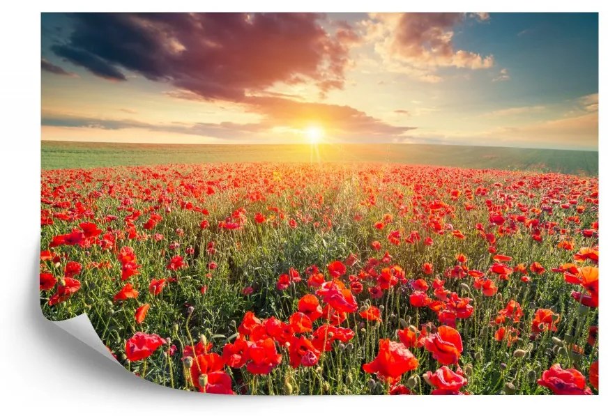 Fototapeta Poppy Field Hladký vinyl 520x318