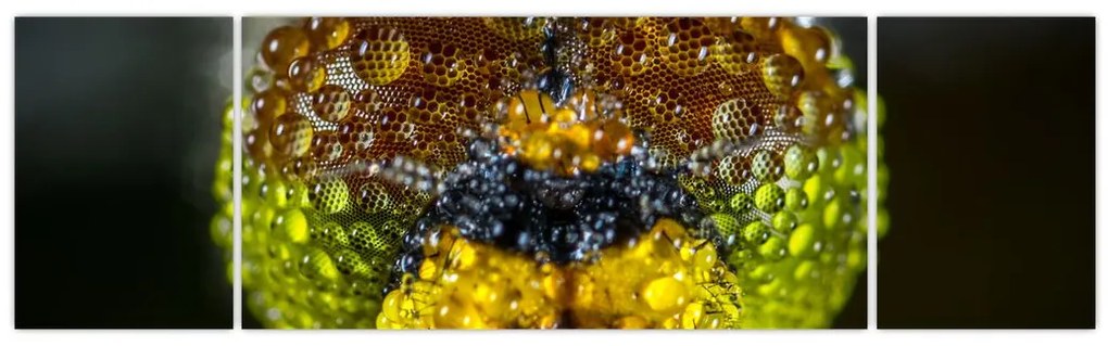 Detailní obraz očí hmyzu (170x50 cm)