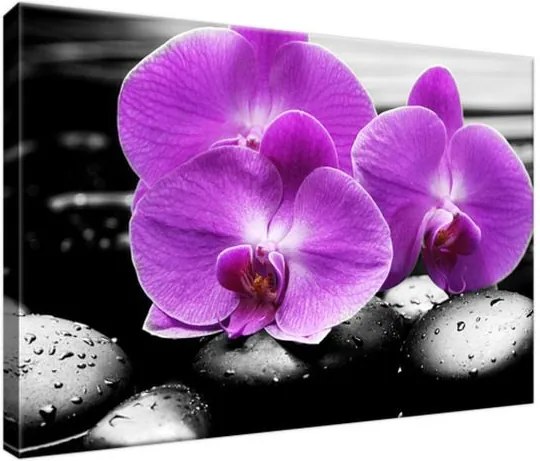 Obraz na plátně Fialová orchidej 30x20cm 1379A_1T