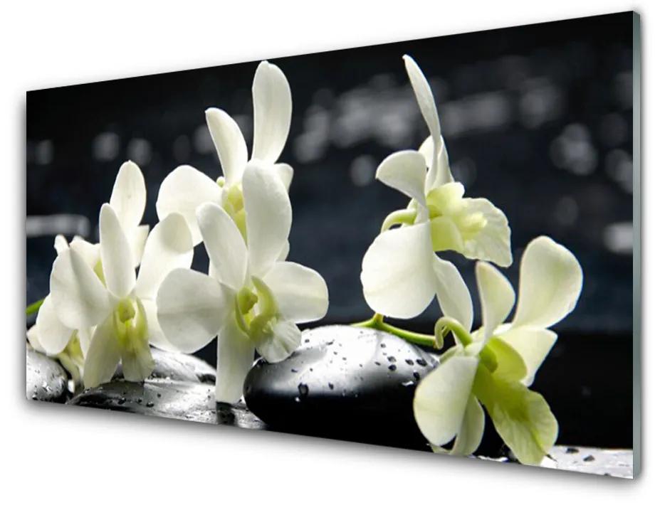 Plexisklo-obraz Květ Kameny Rostlina 125x50 cm