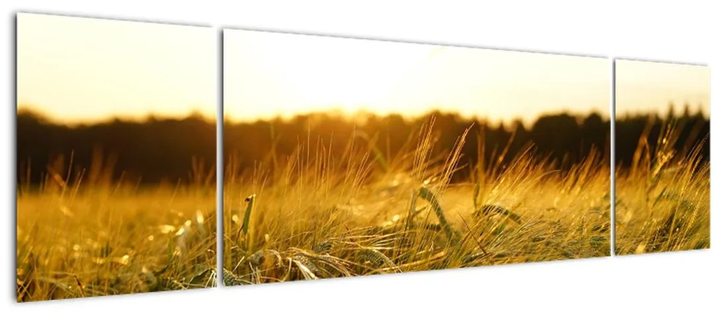 Obraz orosené trávy (170x50 cm)