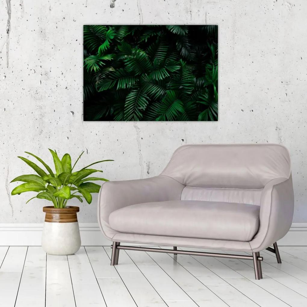 Skleněný obraz - Tropické kapradí (70x50 cm)