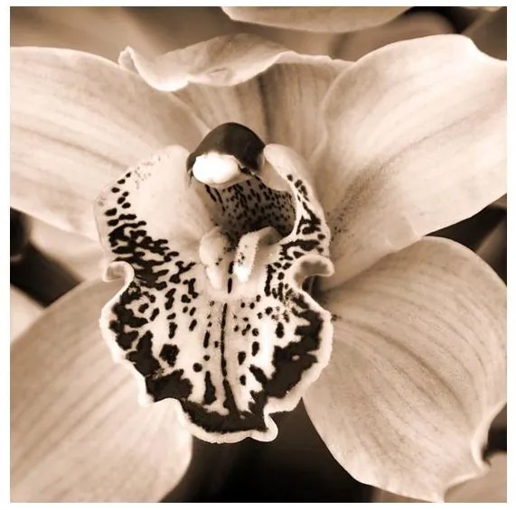 Černobílý obraz orchideje (50x50 cm), 40 dalších rozměrů