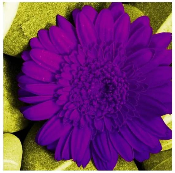 Obraz fialového květu na zelených kamenech  (40x40 cm), 40 dalších rozměrů