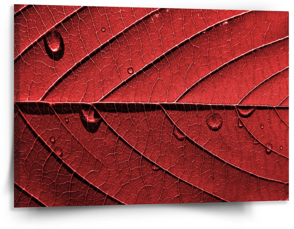Obraz - Červený list 150x110 cm
