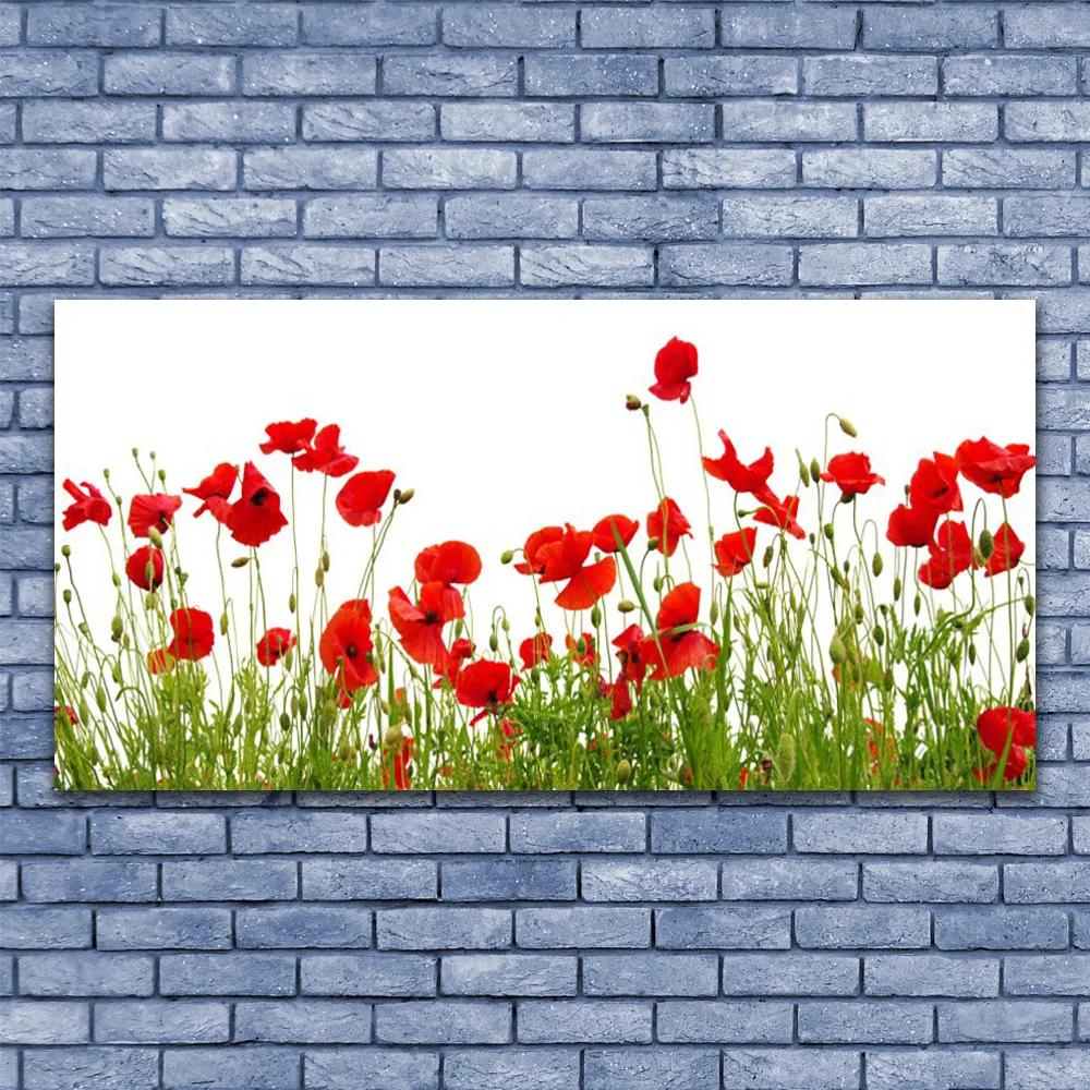 Plexisklo-obraz Louka Máky Květiny Příroda 120x60 cm