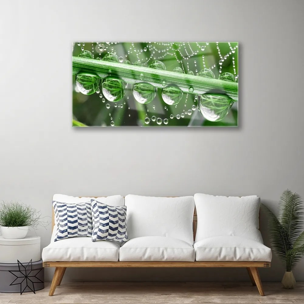 Obraz na skle Pavučina Kapka Rostlina 125x50 cm