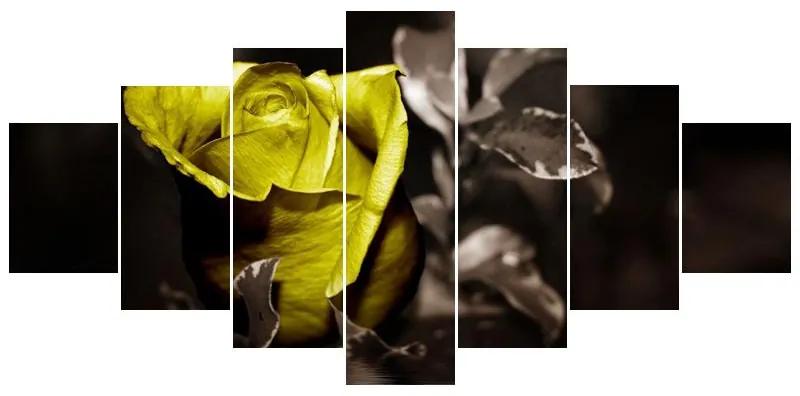 Obraz růže s žlutým květem (210x100 cm), 40 dalších rozměrů