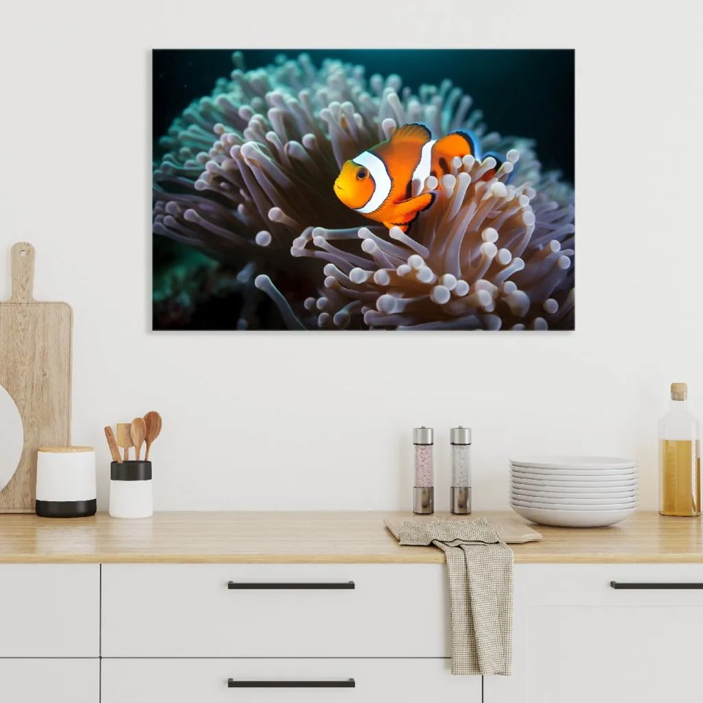 Obraz na plátně - Klaun očkatý u korálového útesu FeelHappy.cz Velikost obrazu: 90 x 60 cm