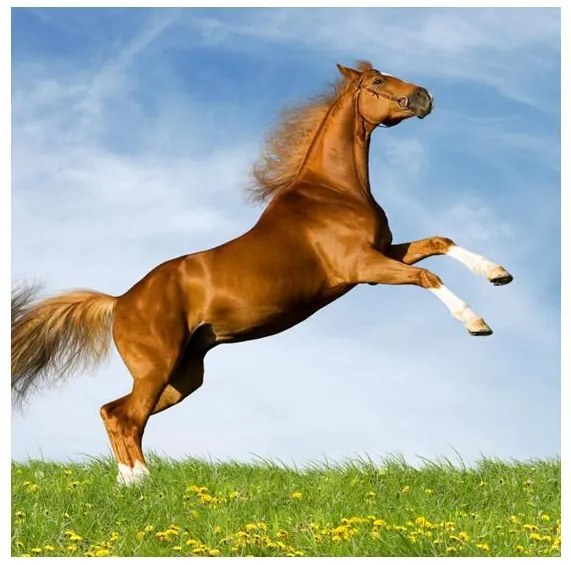Obraz hnědého koně v pohybu  (50x50 cm), 40 dalších rozměrů