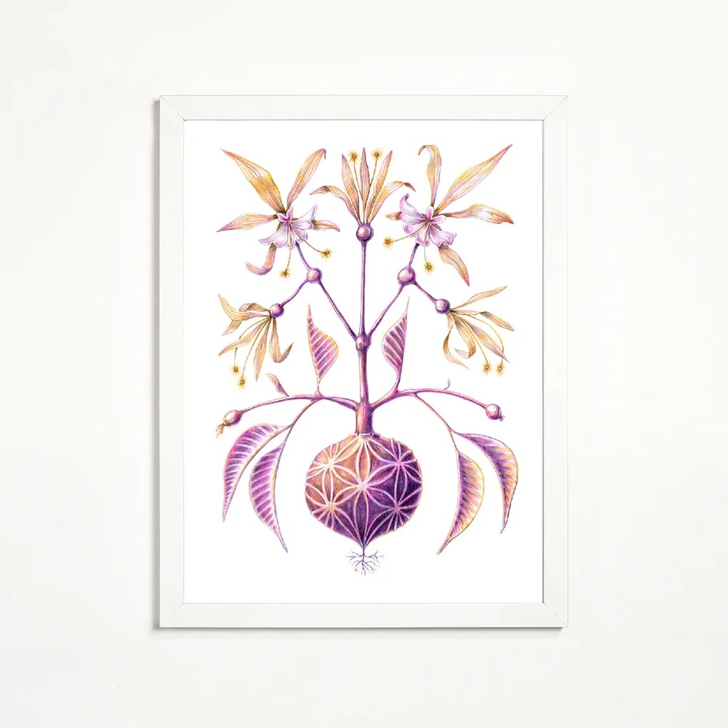 Filip Šenkeřík | Encyclia Rám: Černý, Velikost: 40 x 30 cm