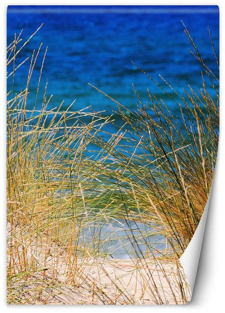 Fototapeta, Vysoká tráva u moře - 200x280 cm