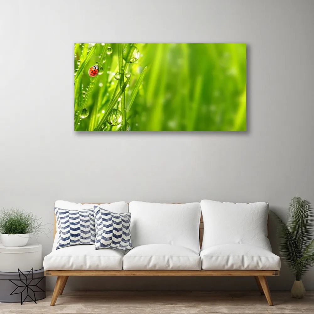 Obraz na plátně Tráva Beruška Příroda 100x50 cm