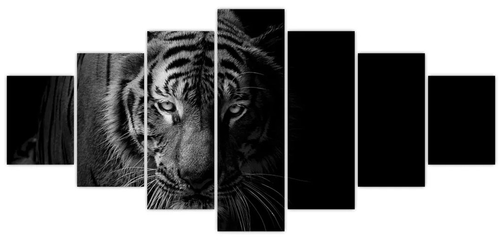 Obraz divokého tygra (210x100 cm)