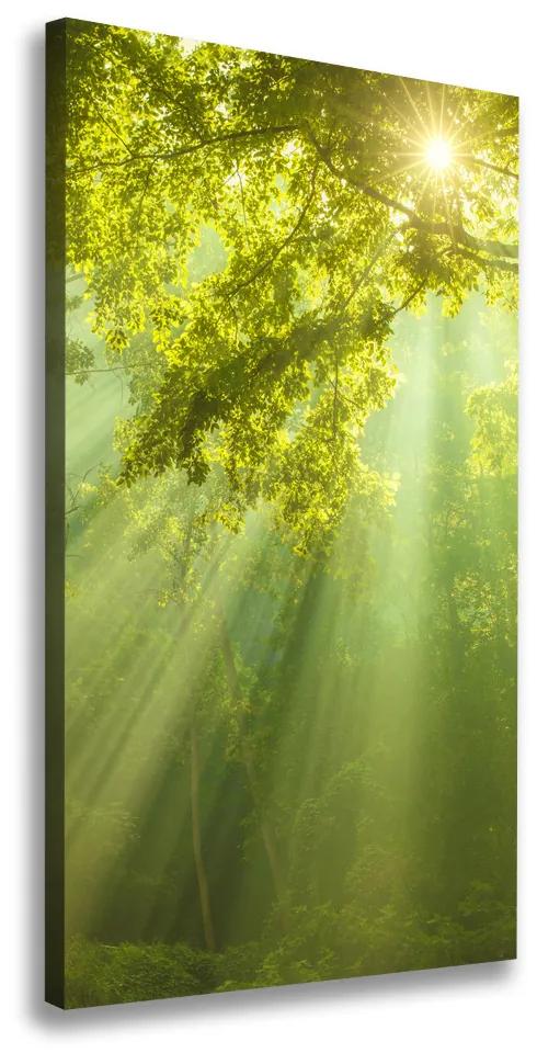 Wallmuralia Vertikální Foto obraz na plátně Slunce v lese 50x100