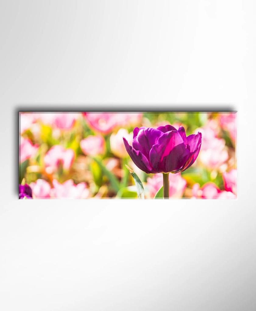 Malvis ® Obraz Pestrý tulipán ROZMĚR (šířka x výška): třídílný obdélník 90x60 cm