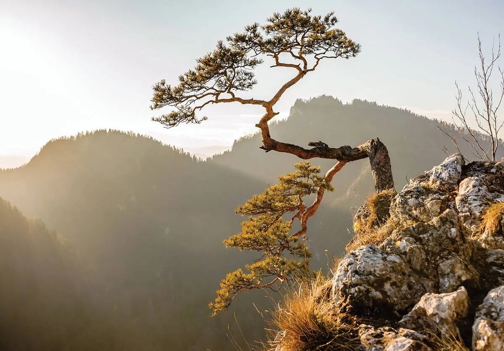 Fototapeta - Hora Pieniny (254x184 cm)