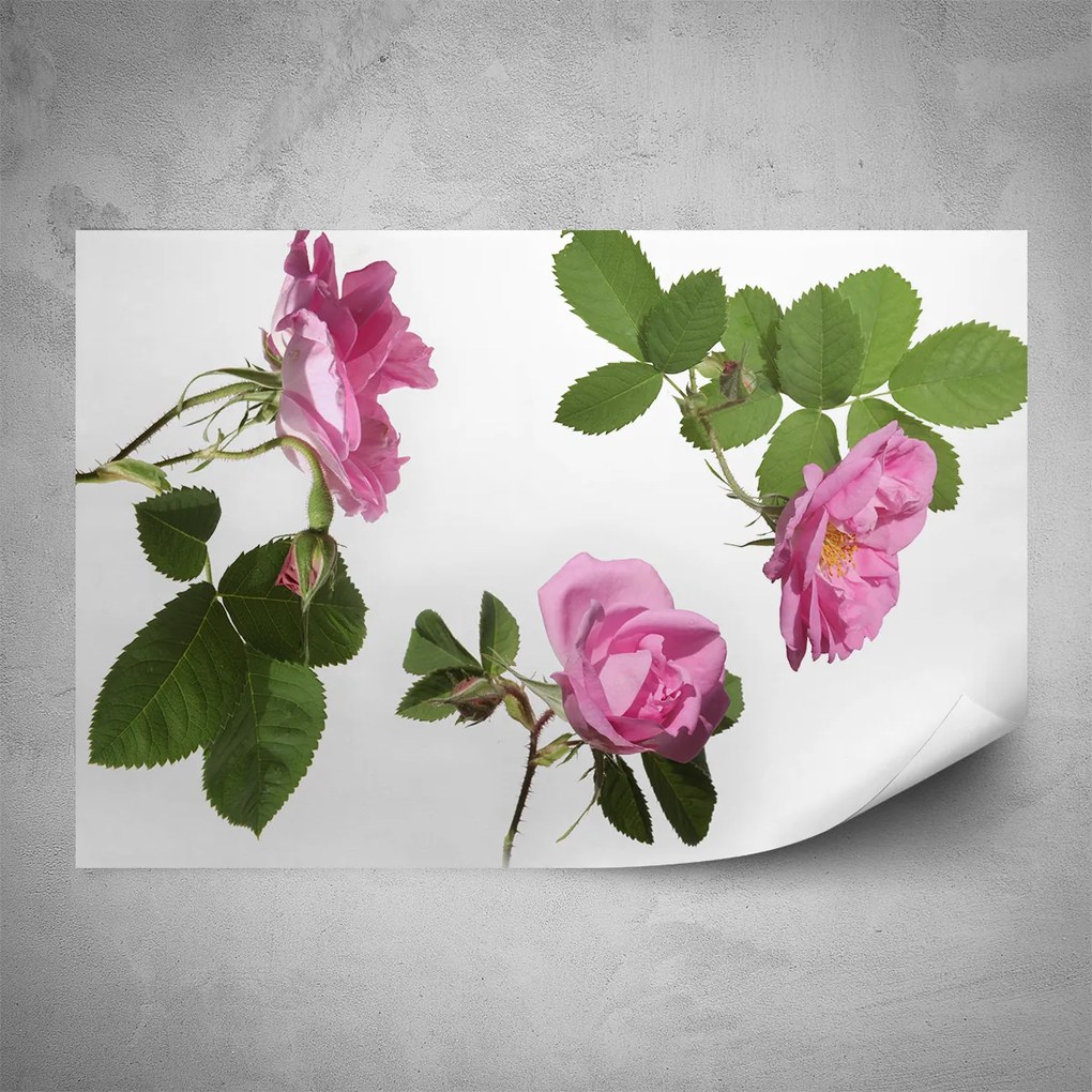 Plakát -  Růžičky (60x40 cm) - PopyDesign